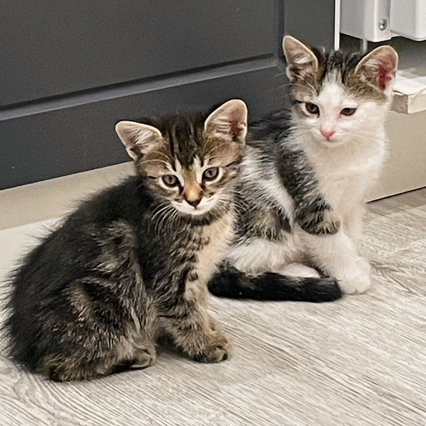Котята в добрые руки девочки 1,5 месяца
