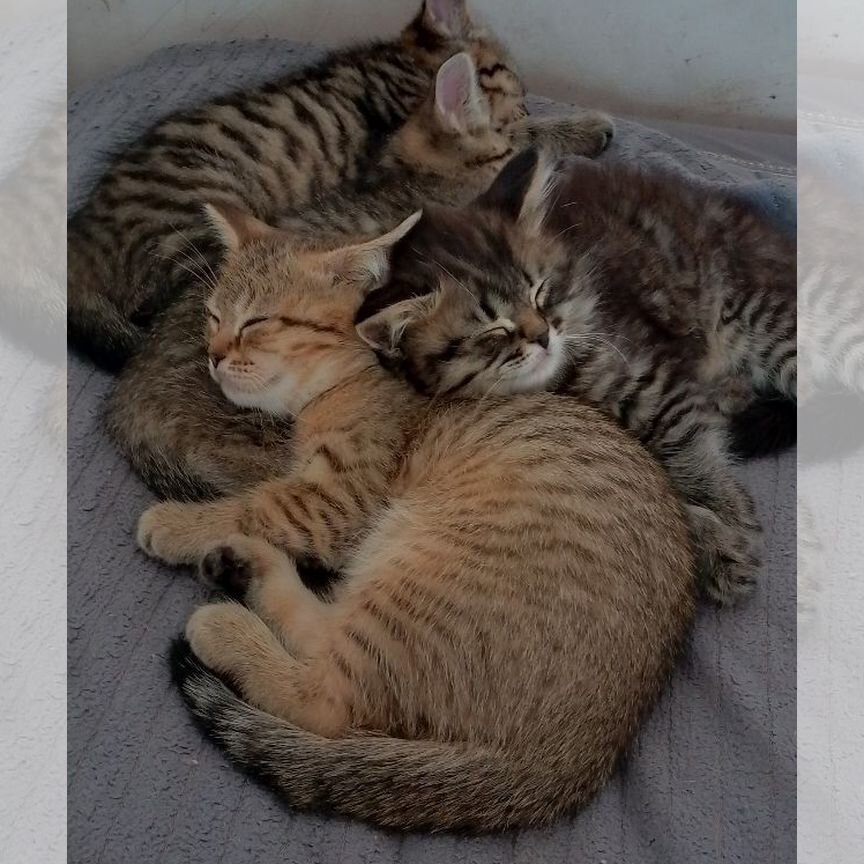 Котята