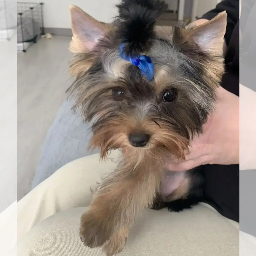 Йоркширский терьер, вязка