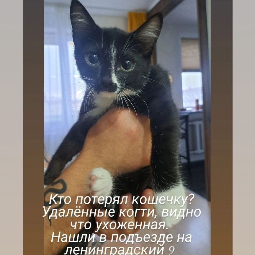 Найдена кошка