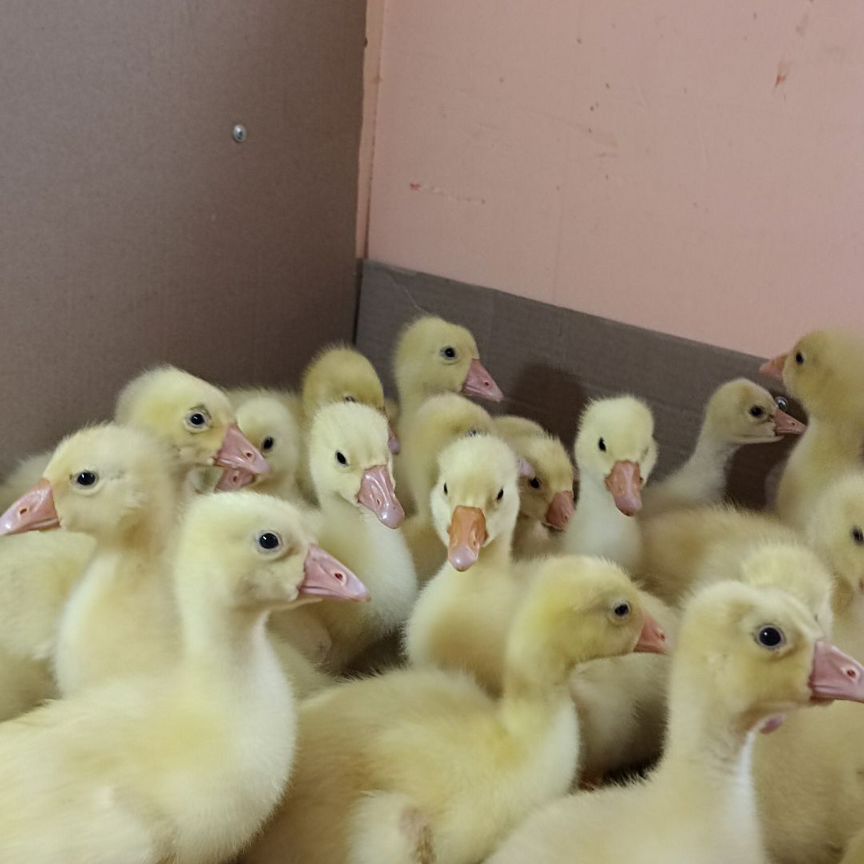 Гусята линда