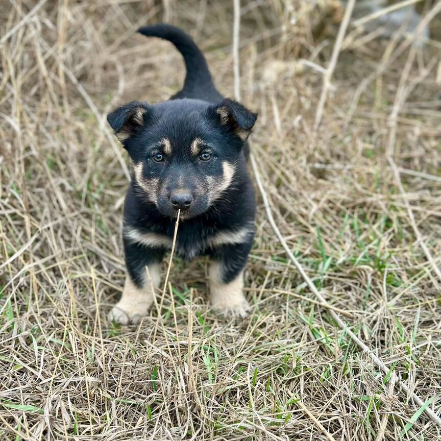 Щенки коротколапики