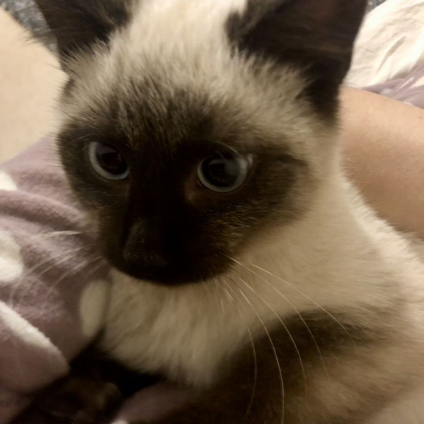 Сиамский котенок в добрые руки