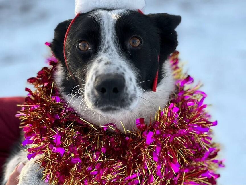 Собаки бесплатно в добрые руки щенки