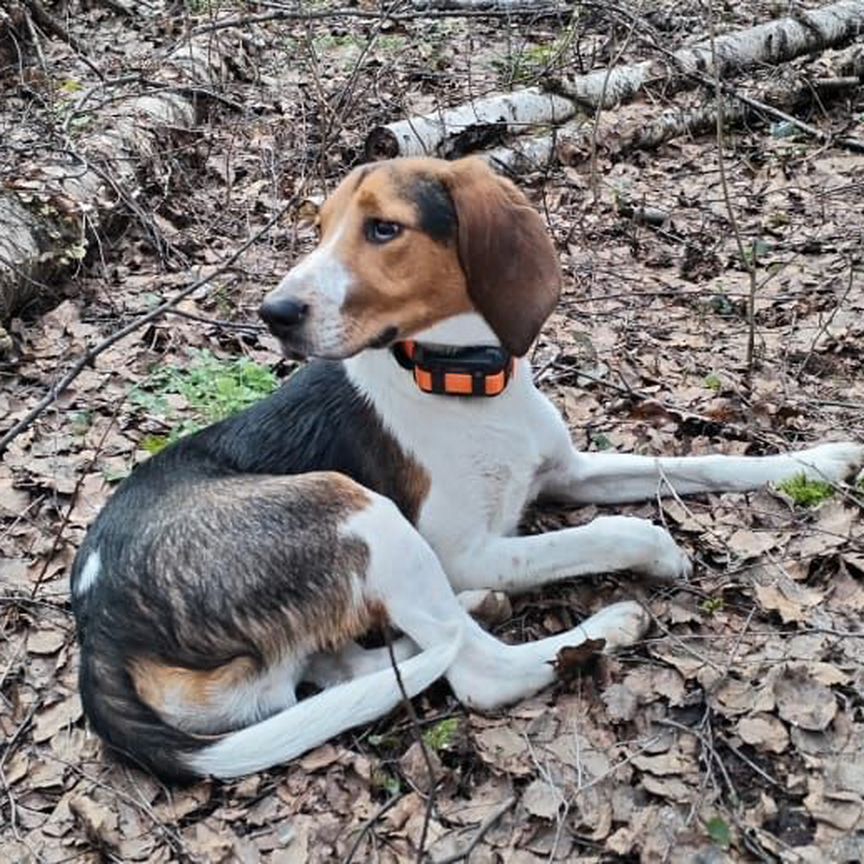 Вязка Эстонская гончая