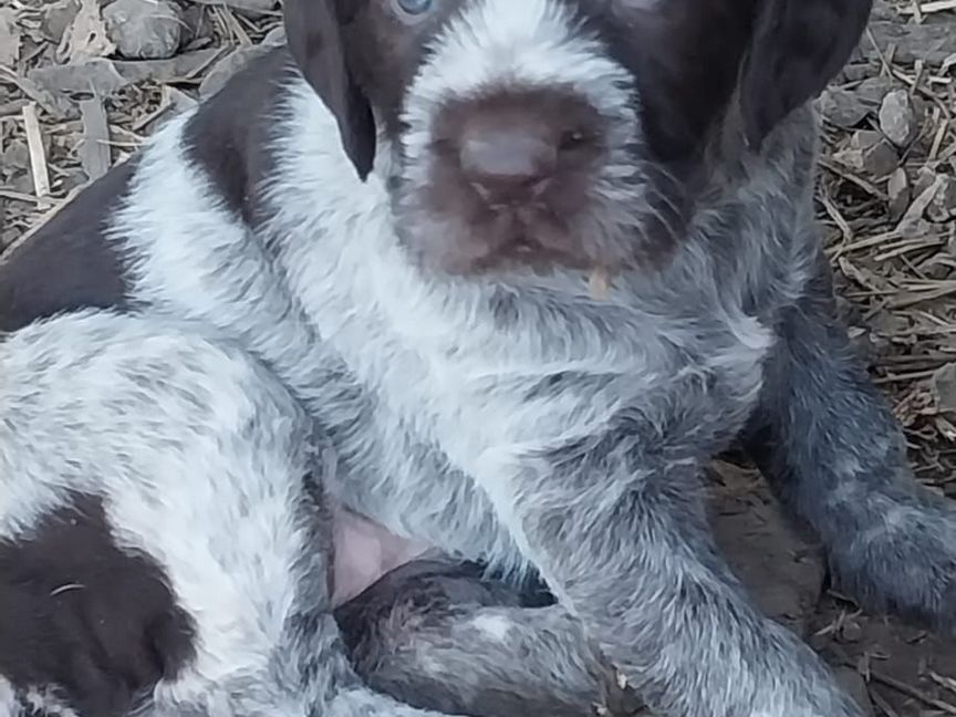 Щенки дратхара продажа