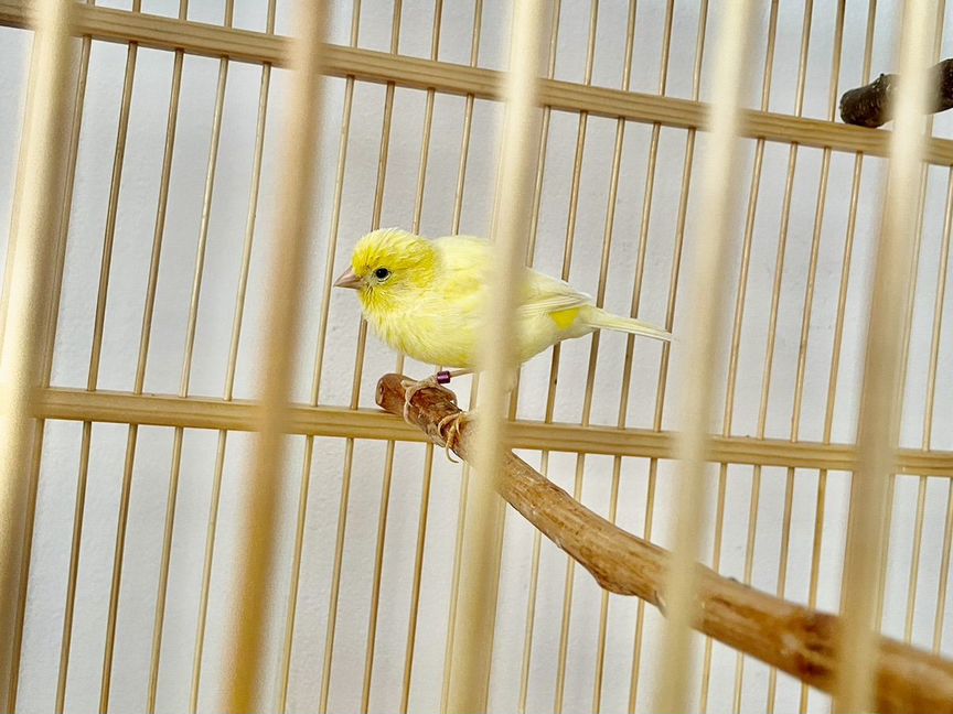 Кенар поющий