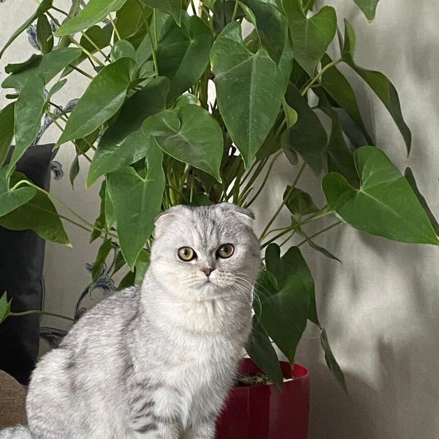 Кошка Кося в добрые руки