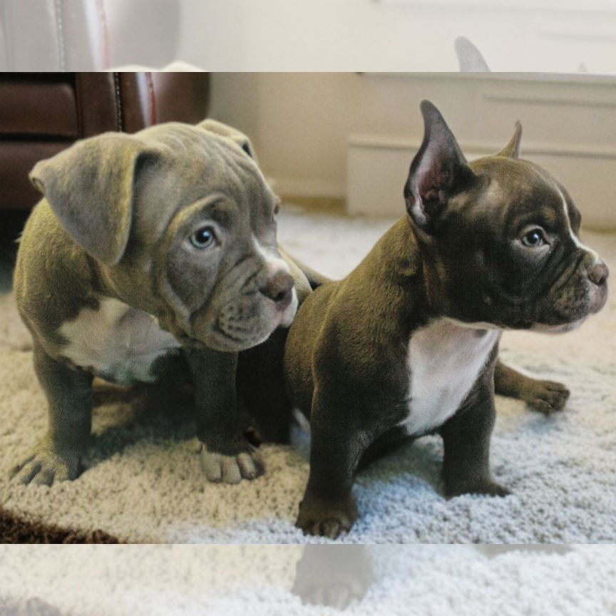 Американский булли, щенок