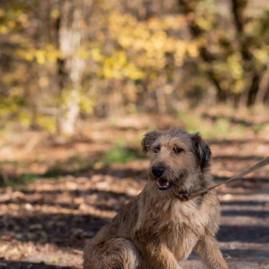 Пëс Бадди в добрые руки