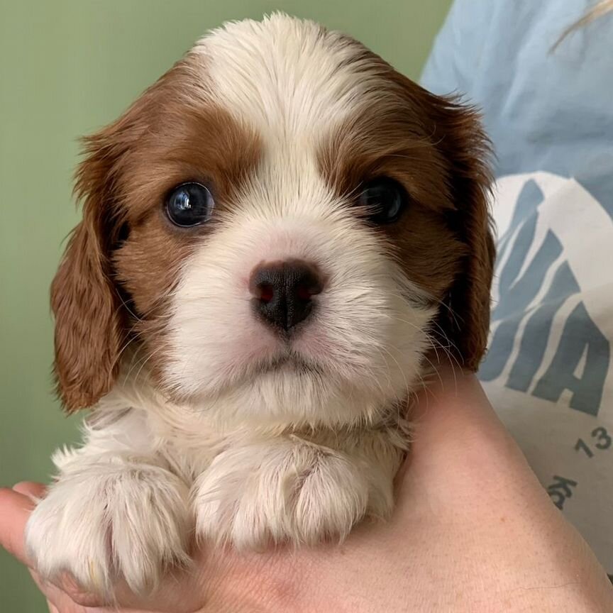 Кавалер кинг-чарльз-спаниель, щенок