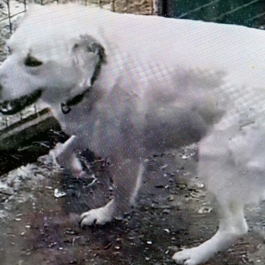 Взрослый пёс в добрые руки