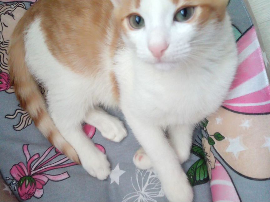 Котенок в добрые руки