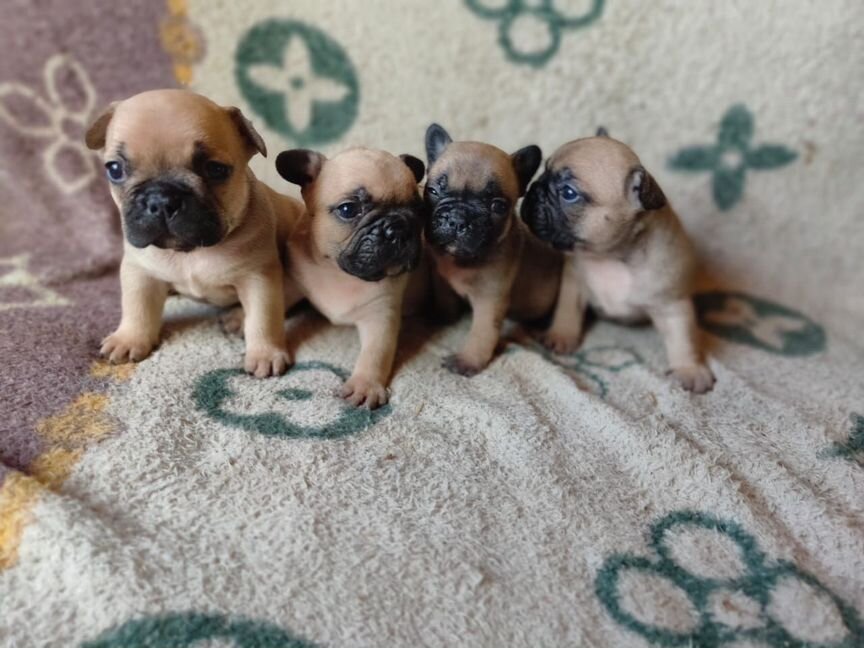 Французский бульдог