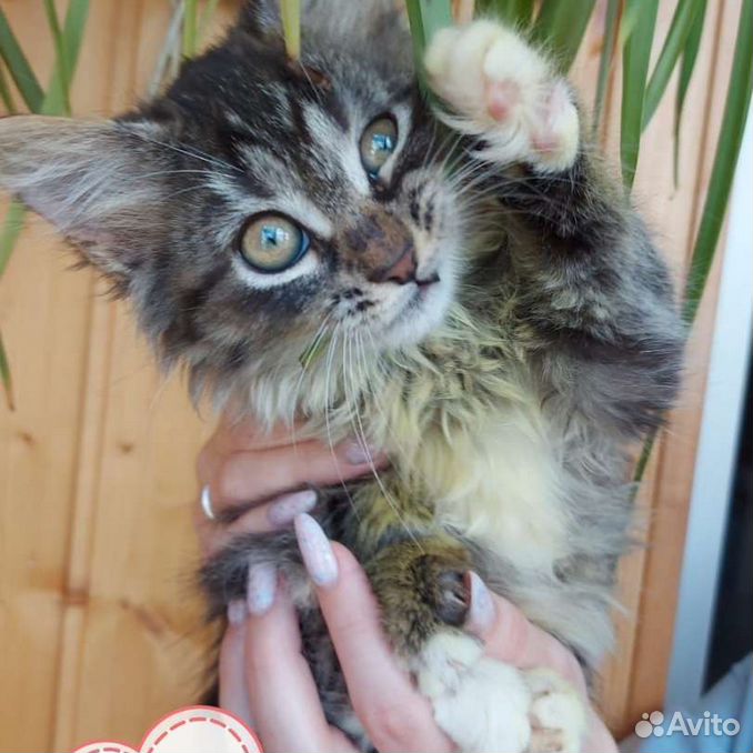 Метис сибирской кошки