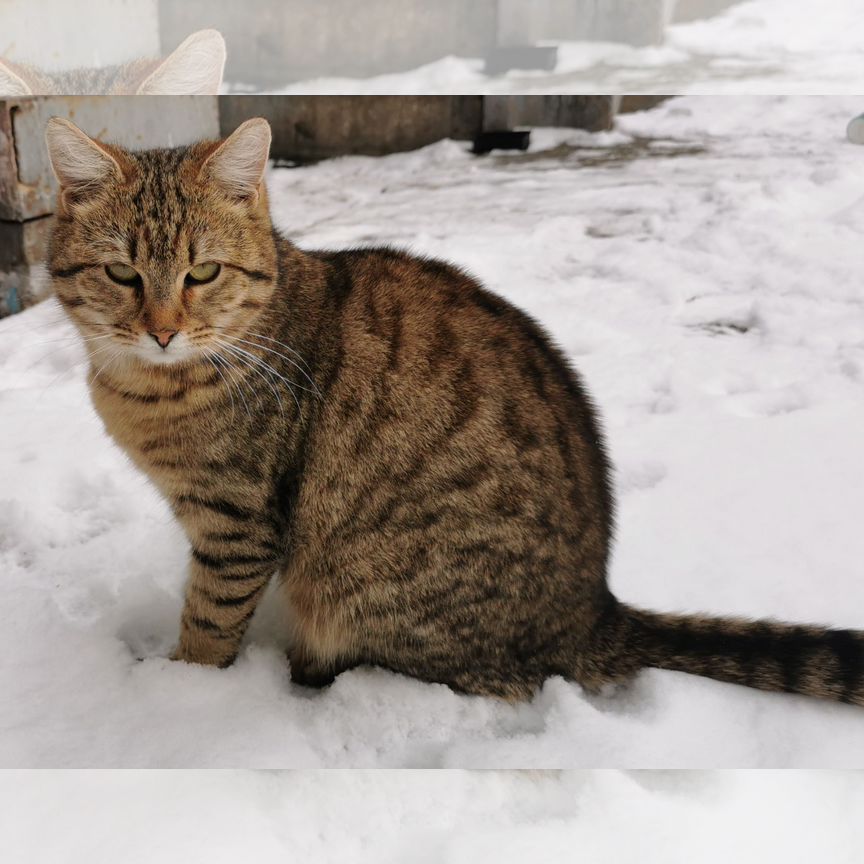 Добродушный котик отдается в добрые руки бесплатно