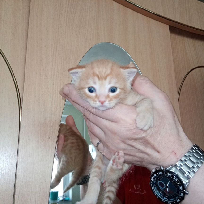 Котята в дар бесплатно