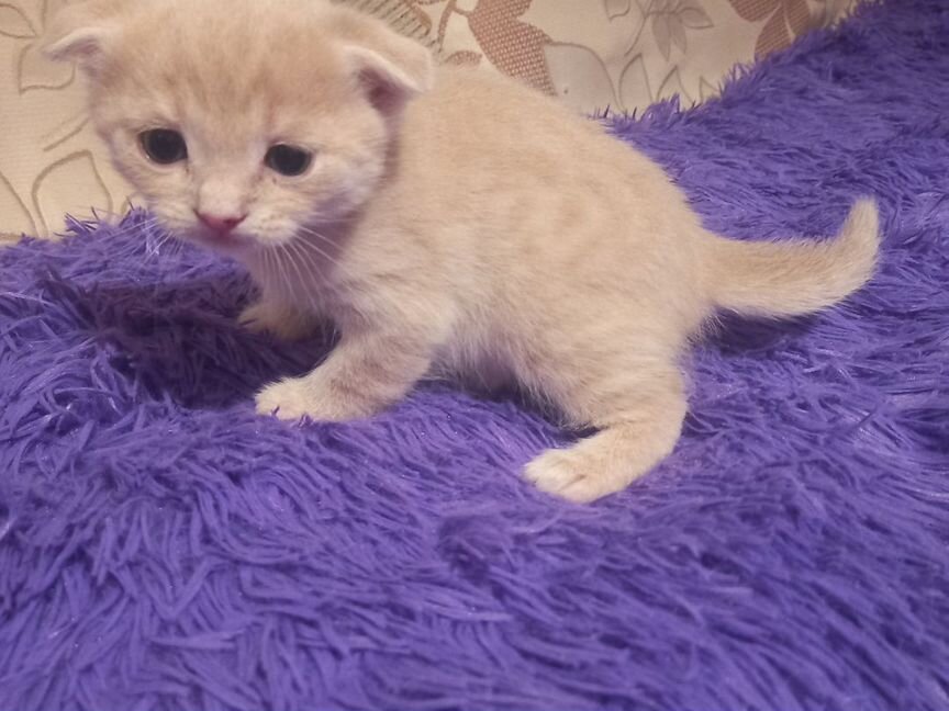 Шотландская вислоухая