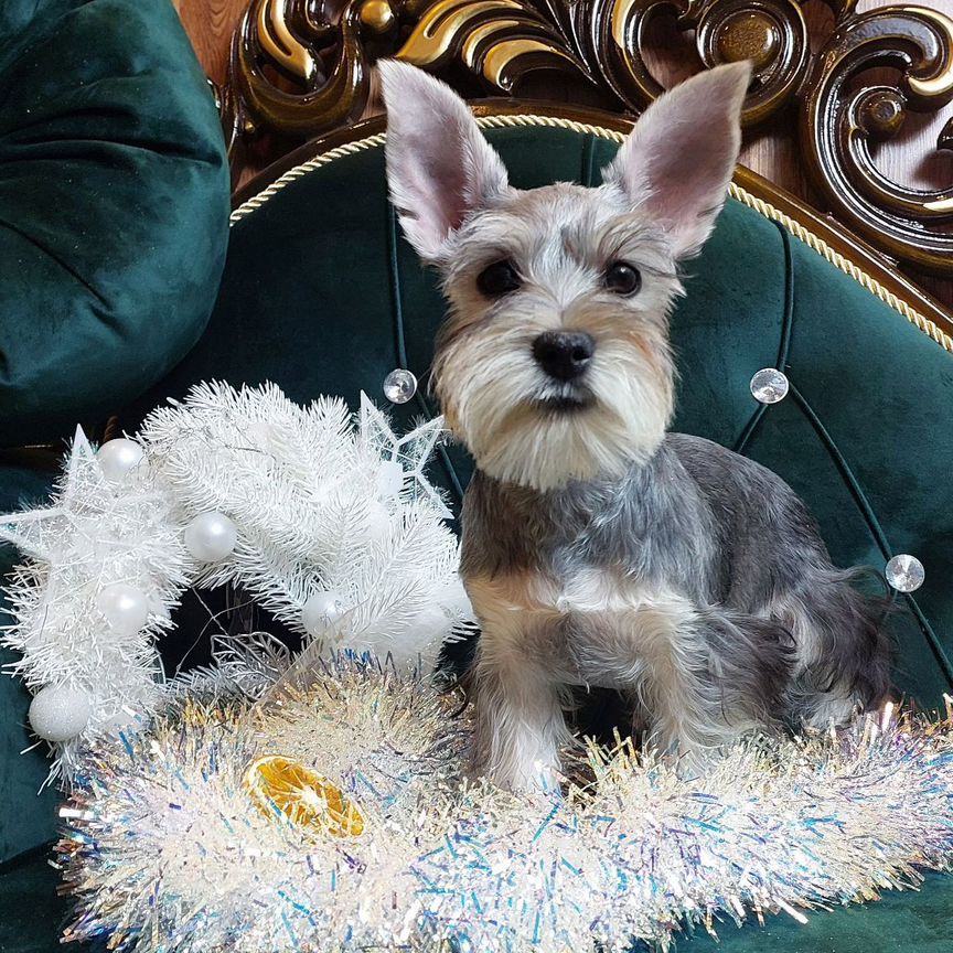 Той шнауцер