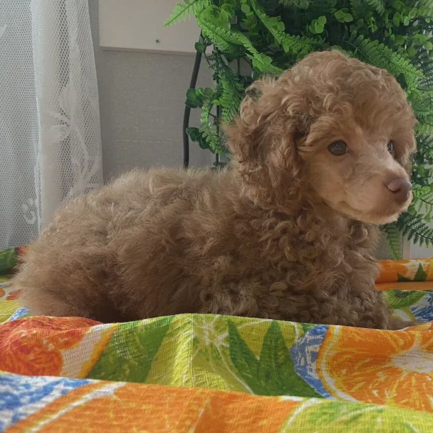 Карликовый пудель, щенок