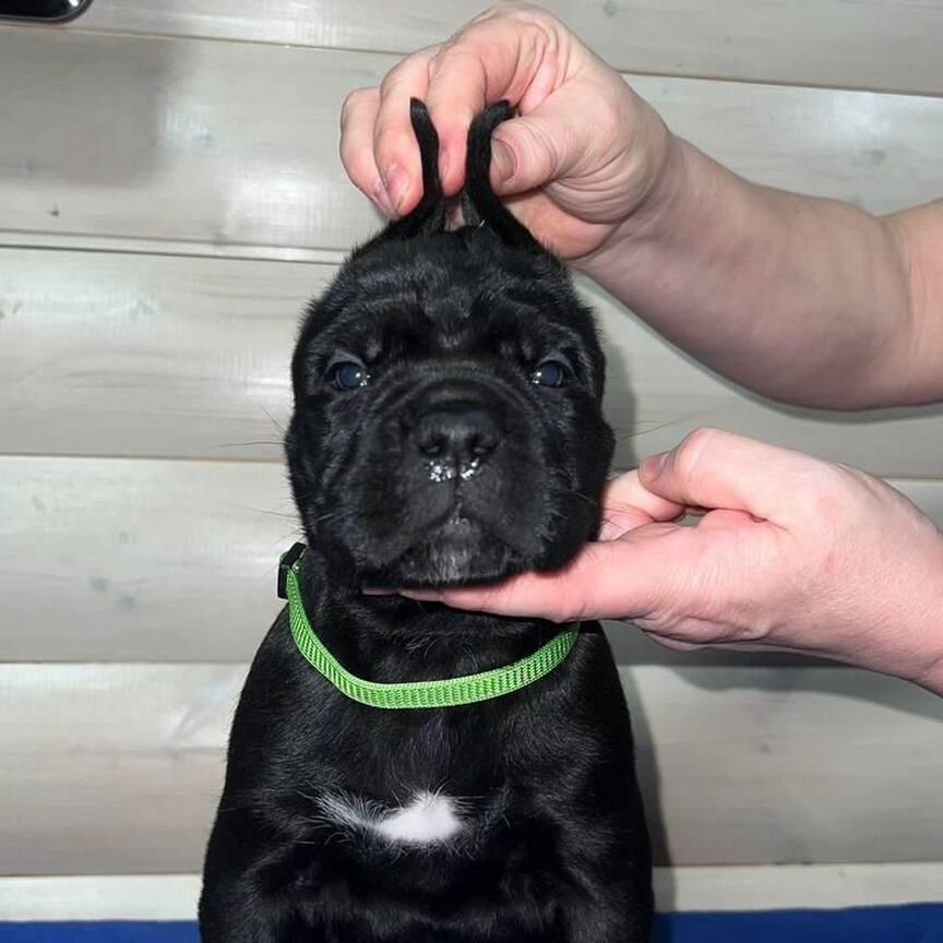 Щенок девочка Кане-Корсо