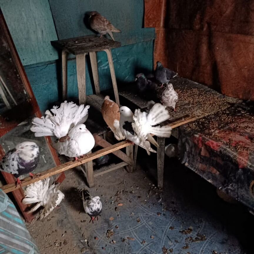 Голуби павлины, трубочисты