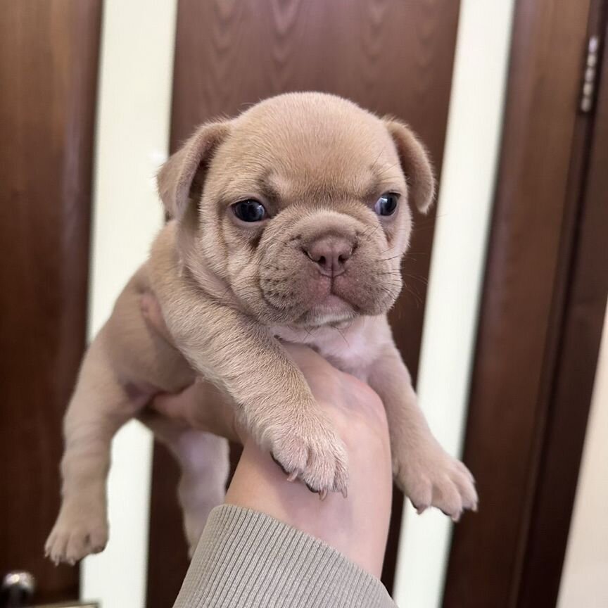 Девочка Изабелла