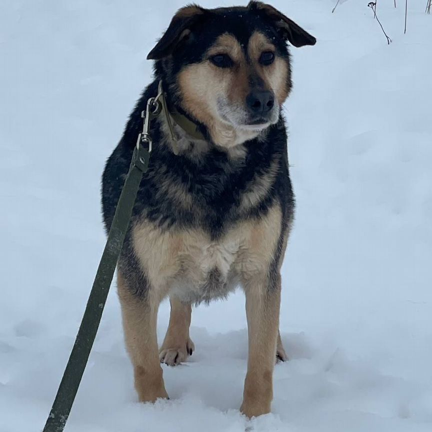 Взрослая собака в добрые руки