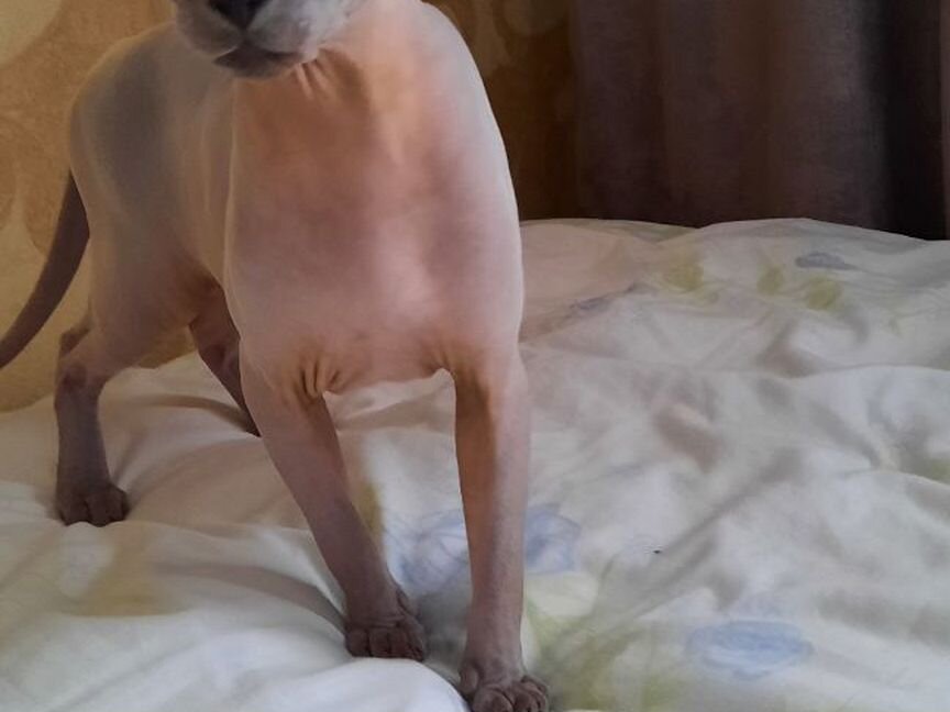 Сфинкс ищет жениха