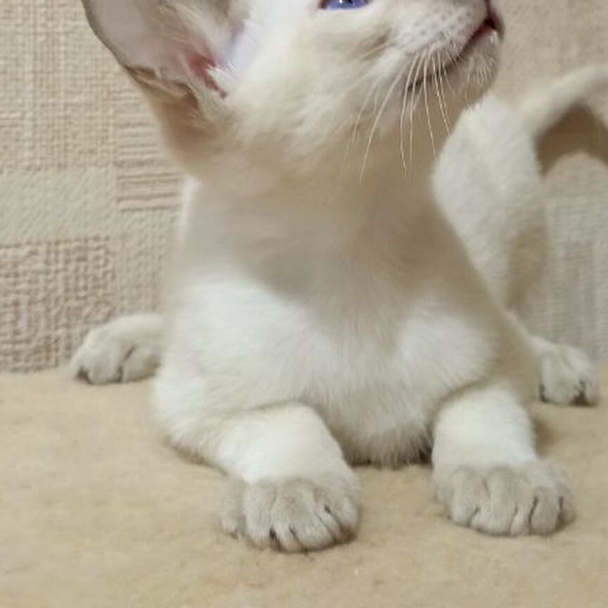 Ориентальный котёнок