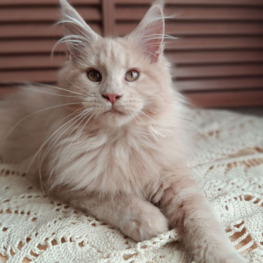 Кремовая кошечка