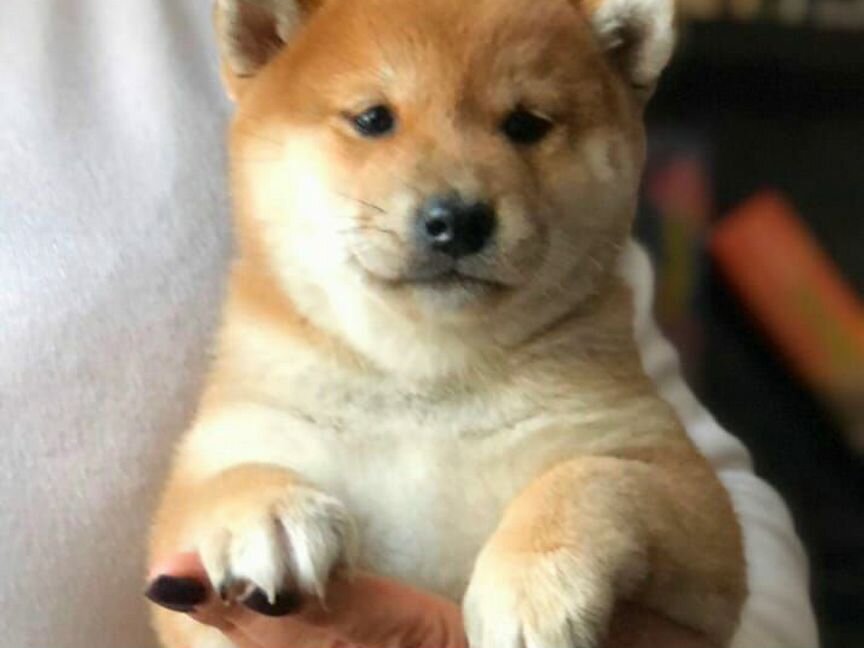 Щенки сиба ину