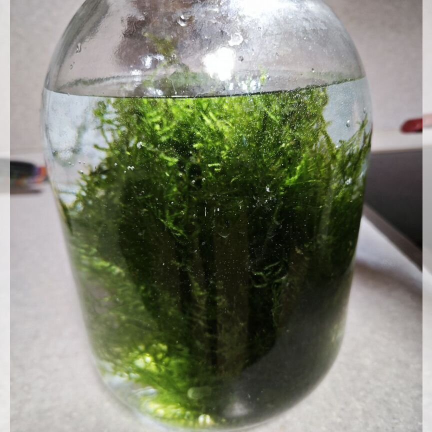 Мох рождественский