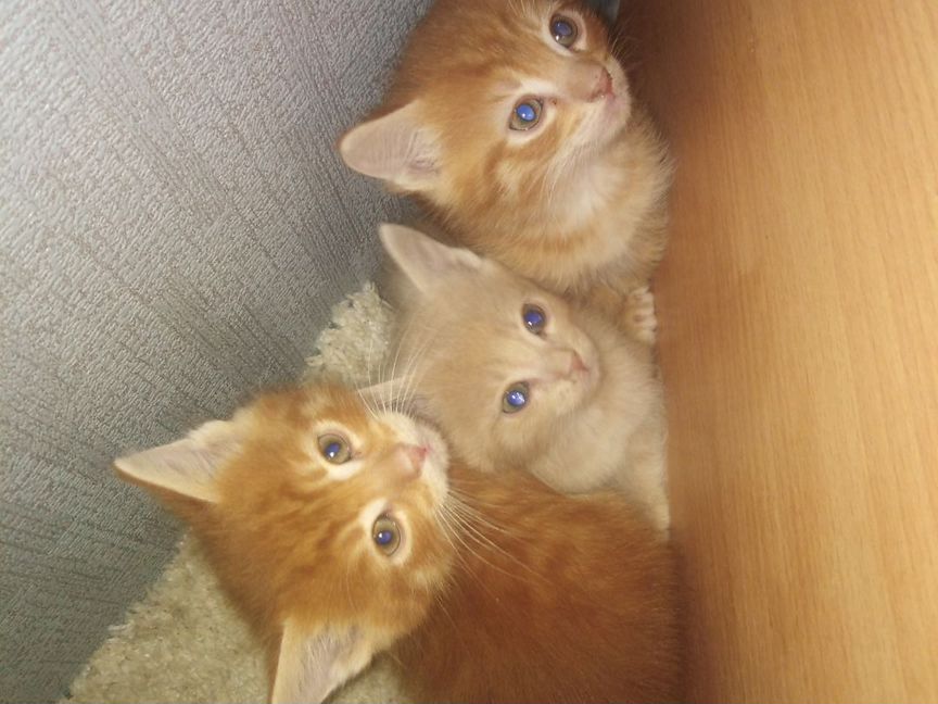 Котята мейкуны бесплатно