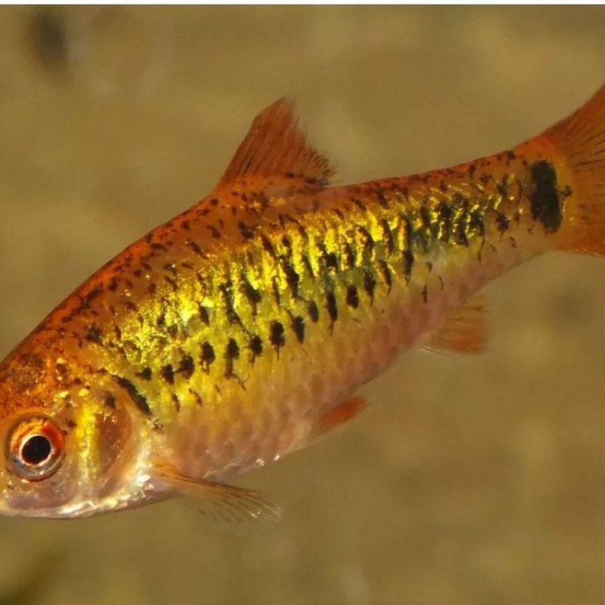 Сом каракатум и барбусы шуберта