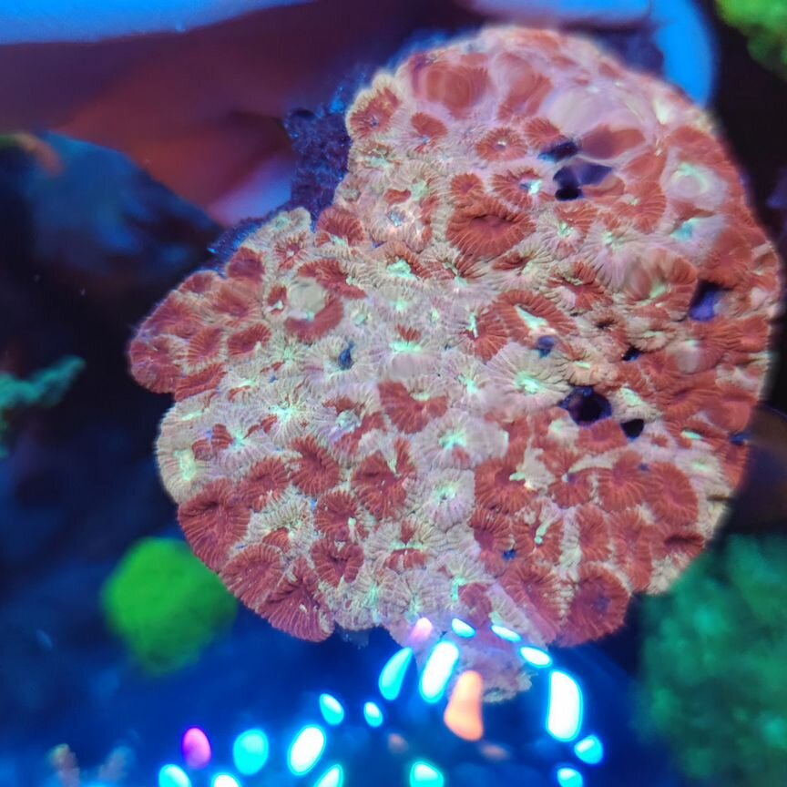 Коралл Фавия Мармелад, продам Фраги размер 3*3 см