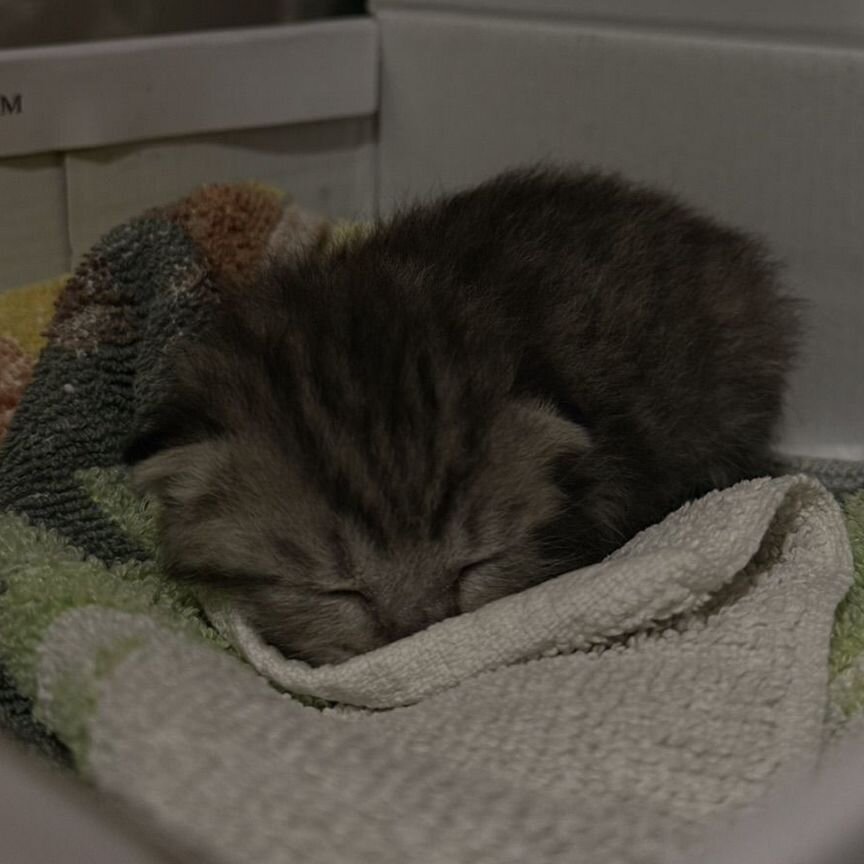 Британский короткошёрстный котёнок