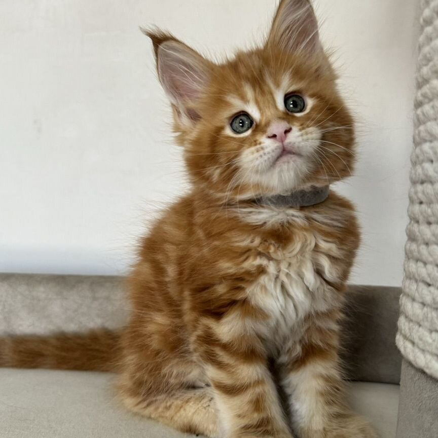 Мейн-кун Джастин