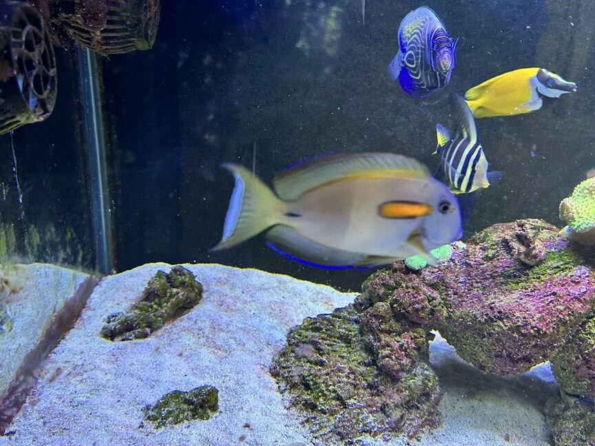 Морской аквариум с тумбой