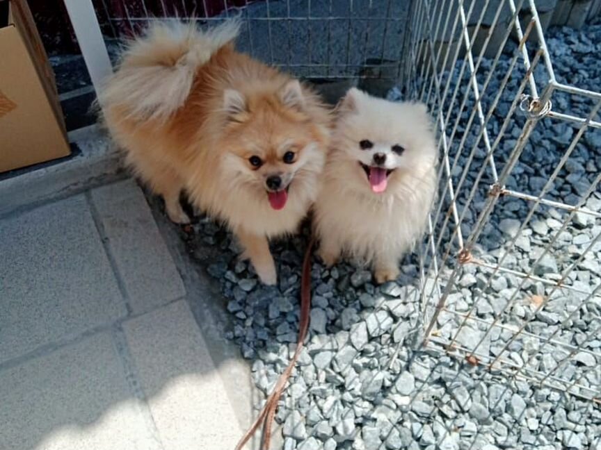 Продам шпица