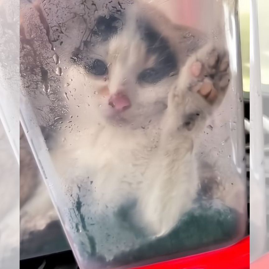 Котёнок в добрые руки