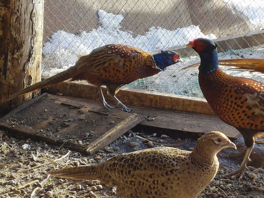 Фазаны охотничьи/ румынские