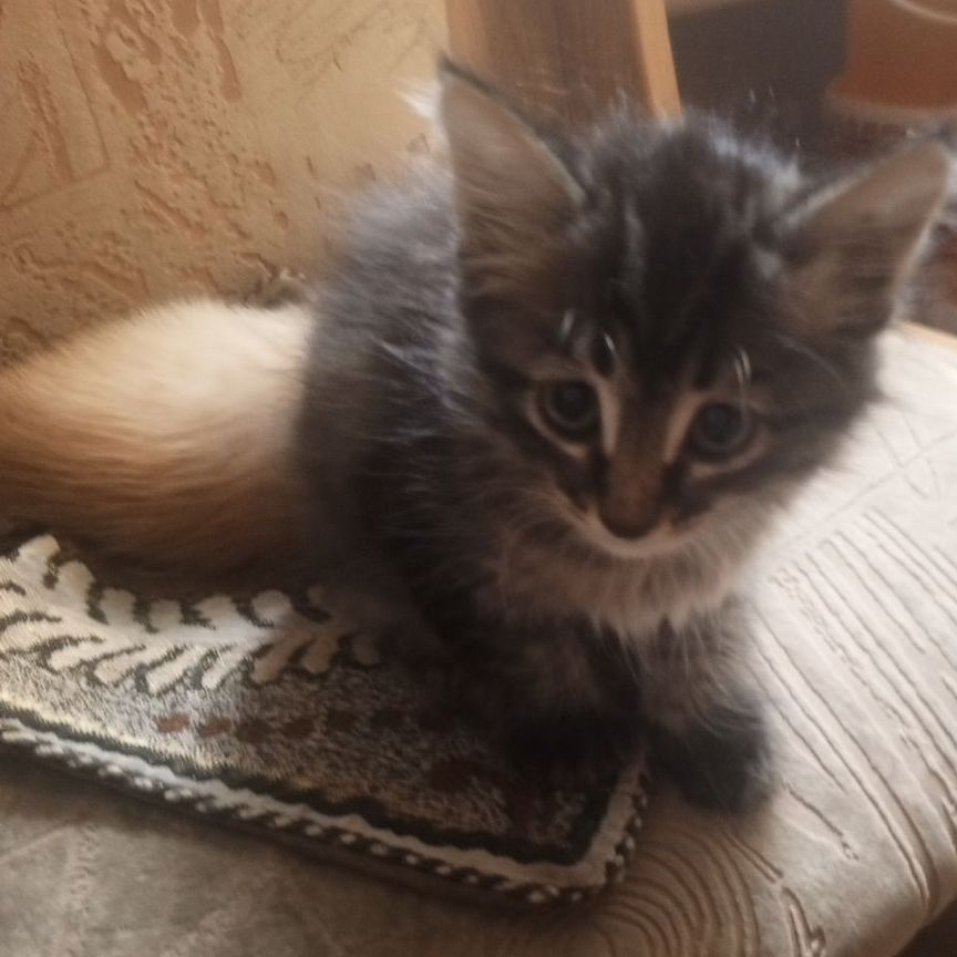 Котята в добрые руки бесплатно