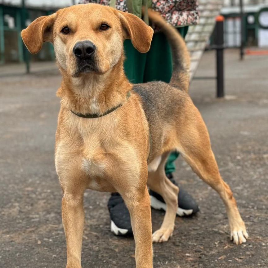 Пёс Ричард в добрые руки