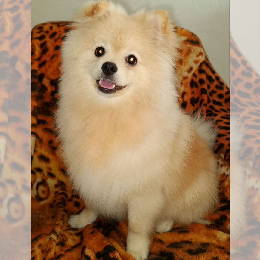 Померанский шпиц, щенок