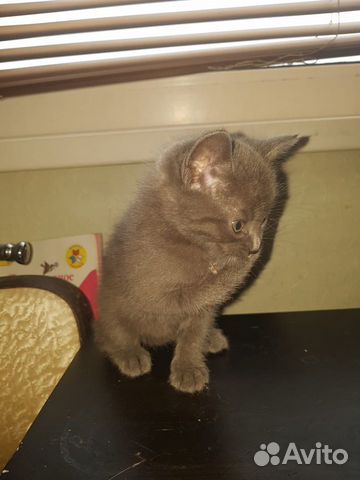 Котята отдам в добрые руки бесплатно