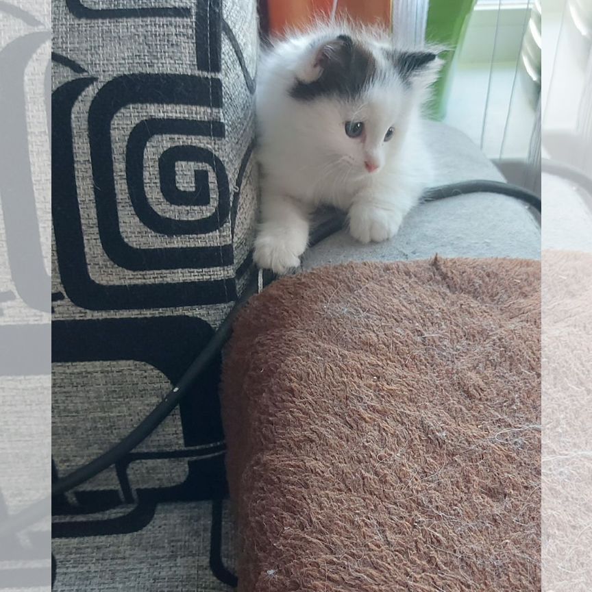 Котёнок в добрые руки