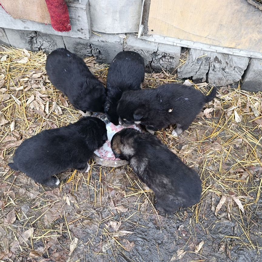 Щенок в добрые руки