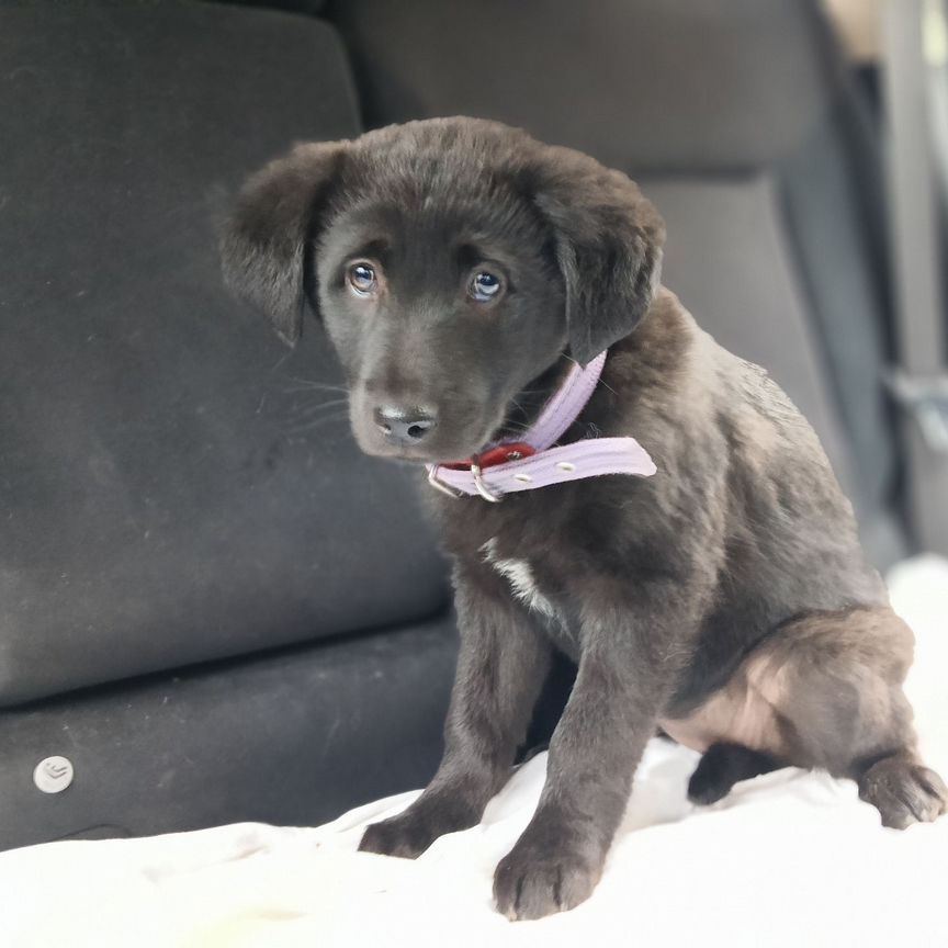 Щенок в добрые руки бесплатно