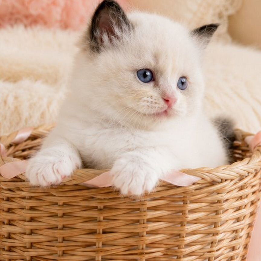 Рэгдолл котёнок
